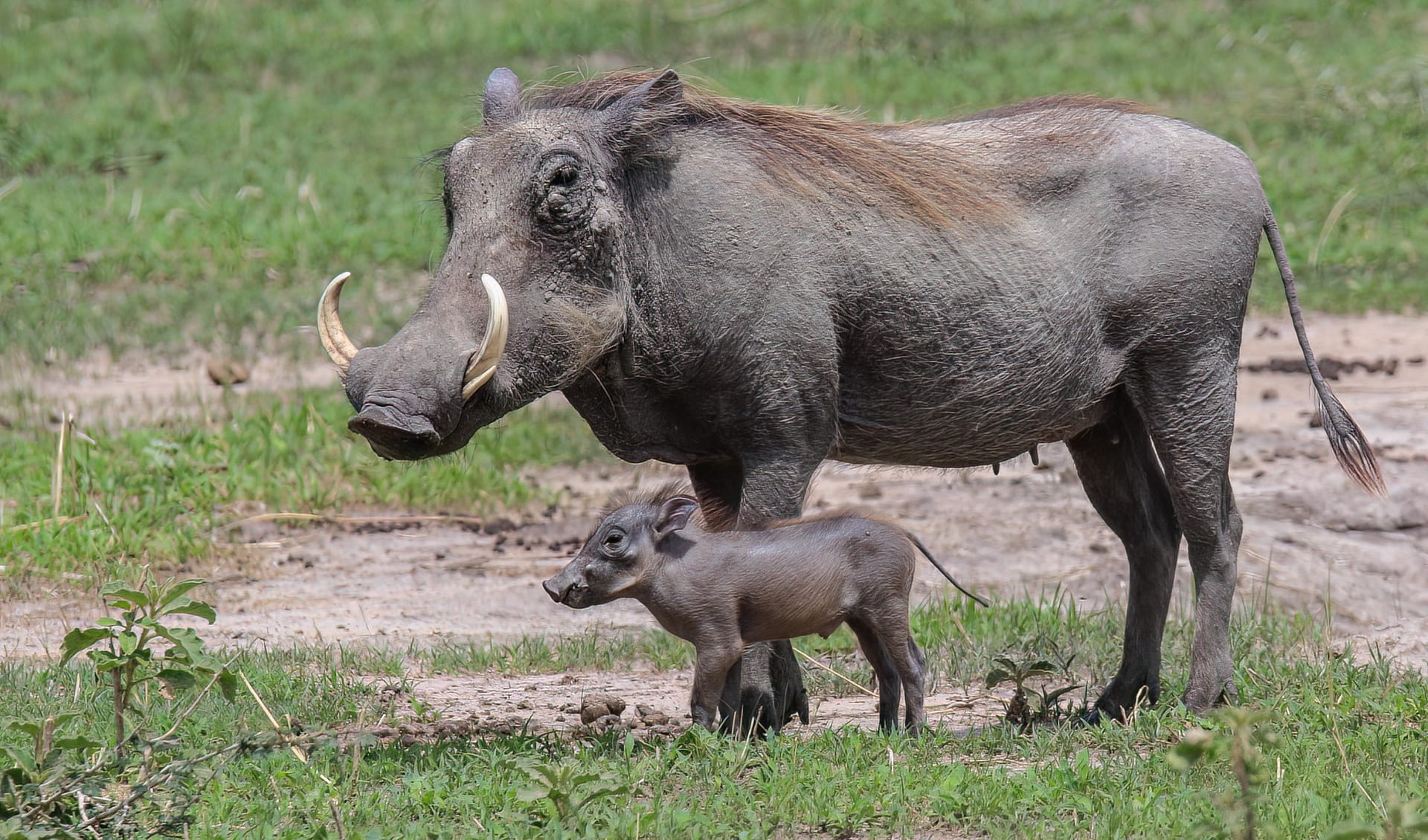 Common warthog facts, distribution & population | BioDB